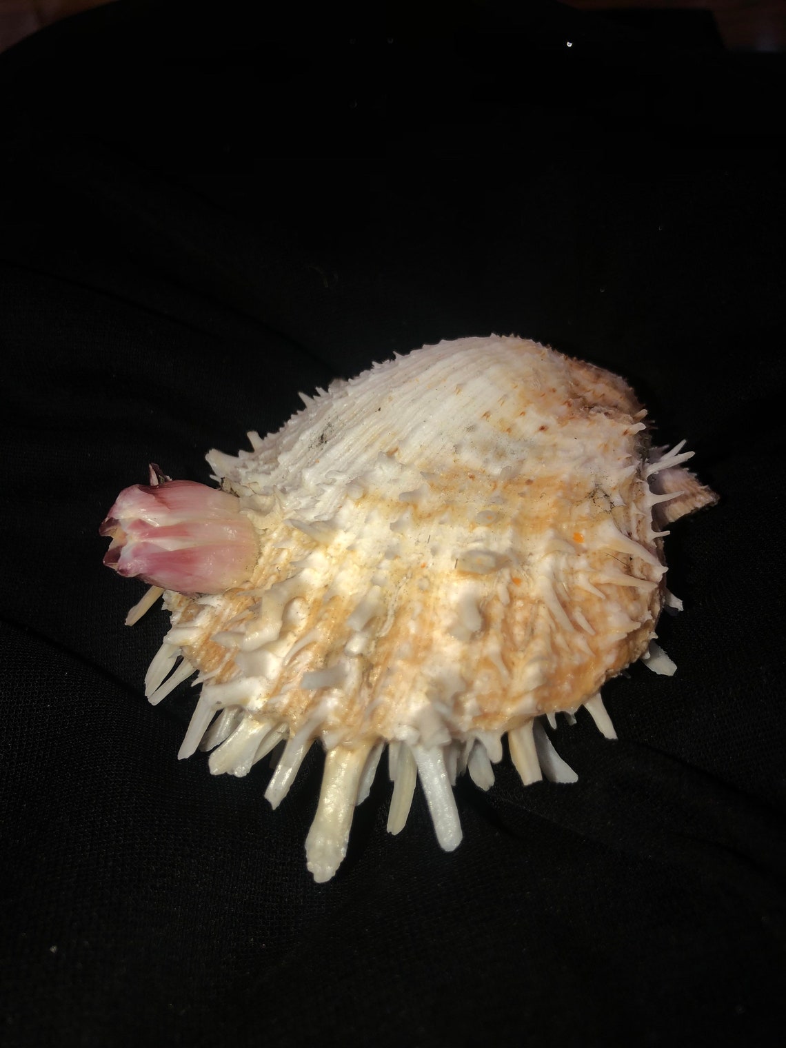 Spiny Oysters 1 set of 10 | Etsy