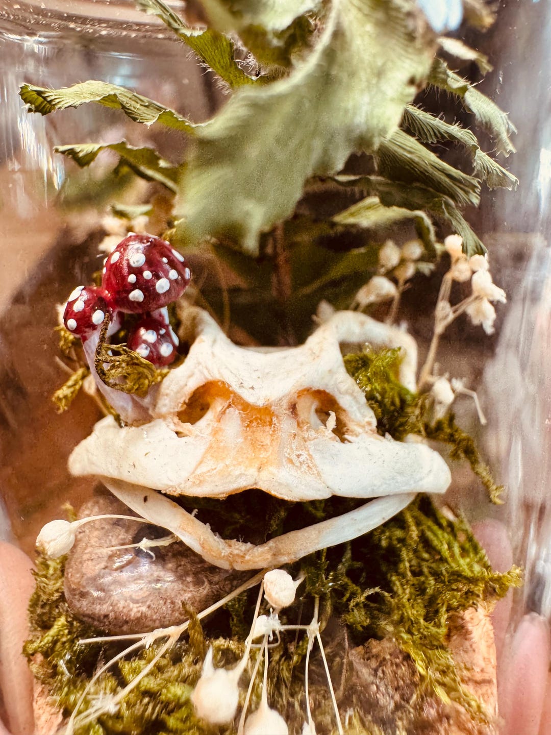 Common Toad Terrarium Skull Art, Frog Art, Taxidermy, Frog Taxidermy ...