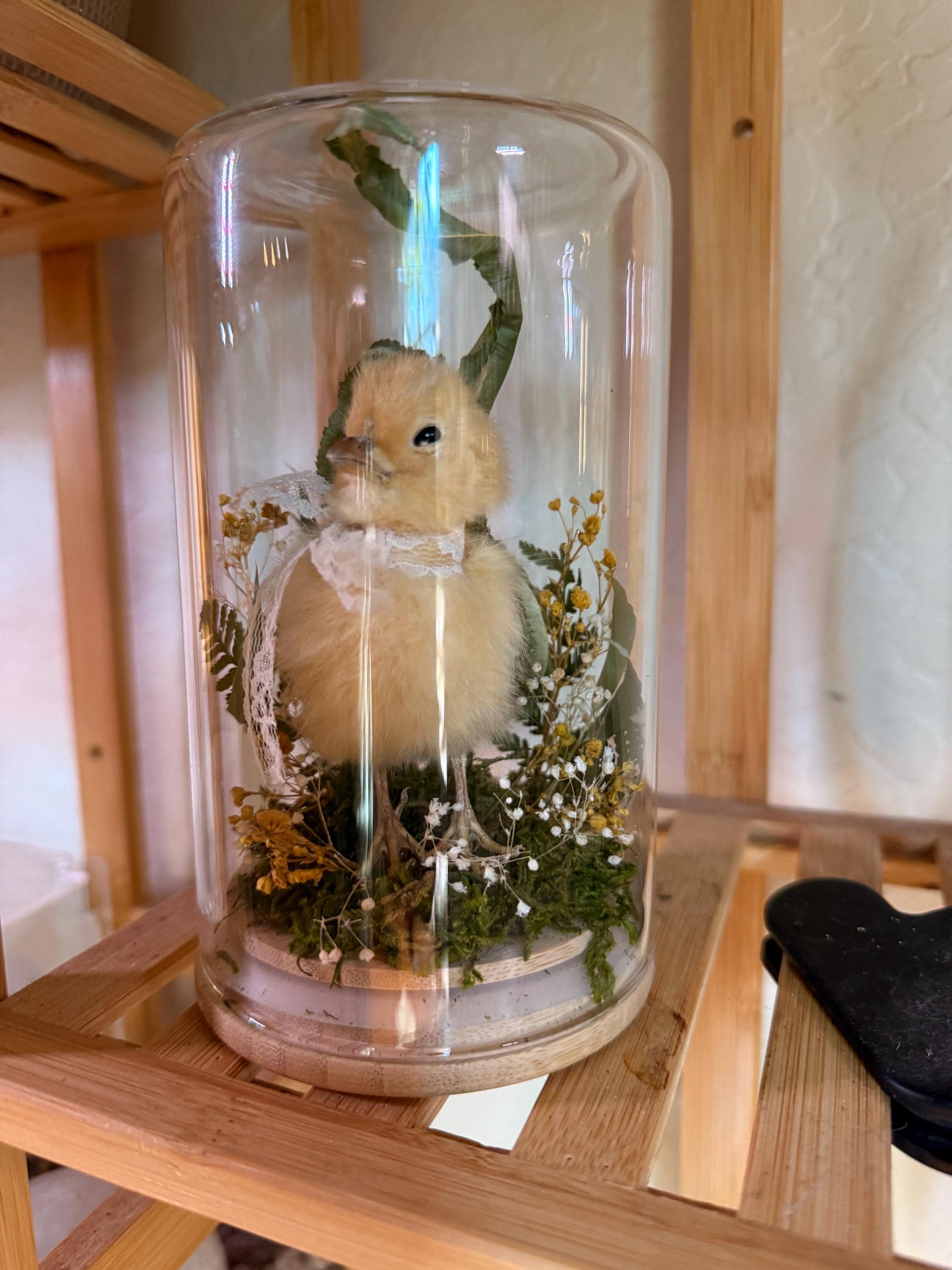 Chick Terrarium; Taxidermy Gift, Animal Art, Goth Gift, Goth Decor ...