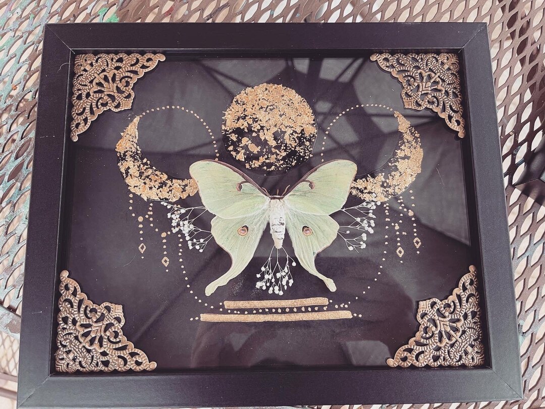 Luna Moth Frame Real Luna Moth, Moth Picture, Moth Decor, Pinned ...