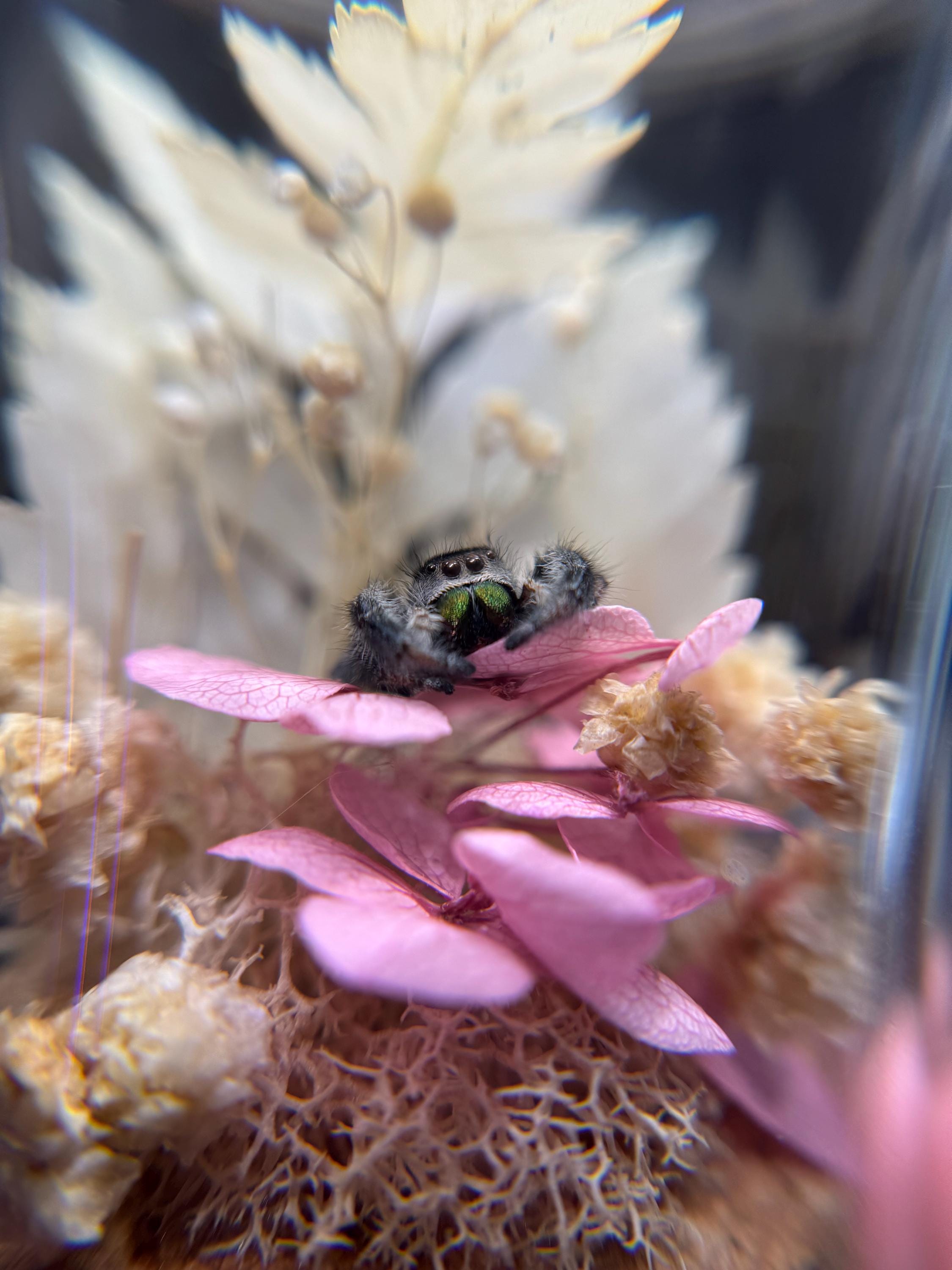 Jumping Spider Terrarium Jumping Spider Specimen, Insect Taxidermy ...
