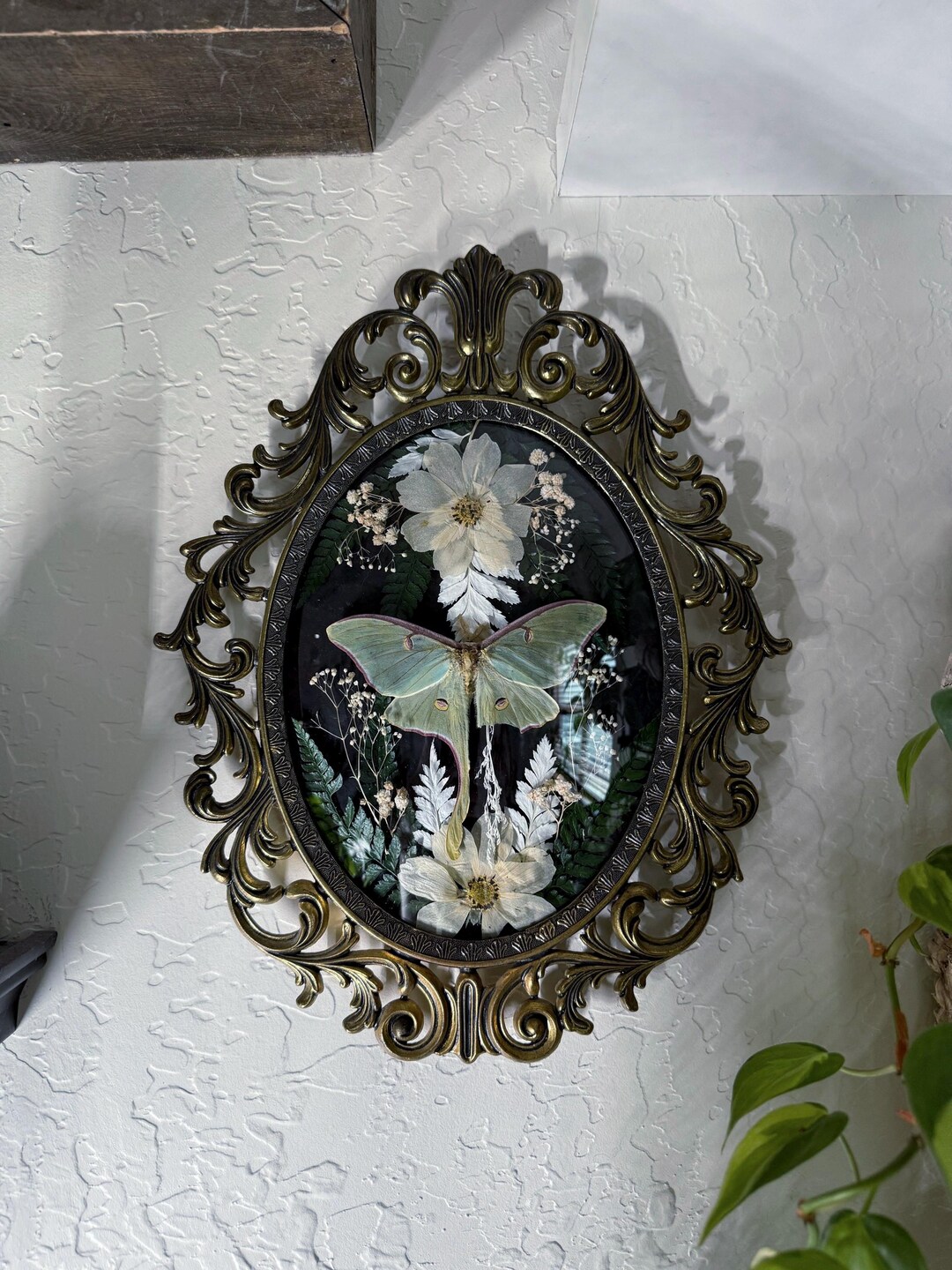 Luna Moth Frame; Butterfly Art, Real Insect, Taxidermy, Oddity Art ...
