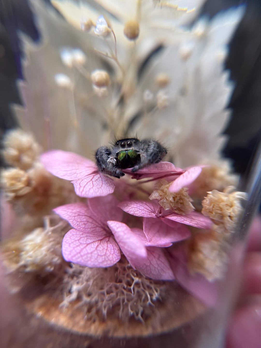 Jumping Spider Terrarium Jumping Spider Specimen, Insect Taxidermy ...