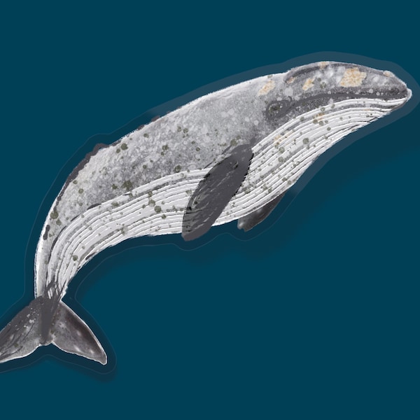 Gray Whale - Etsy