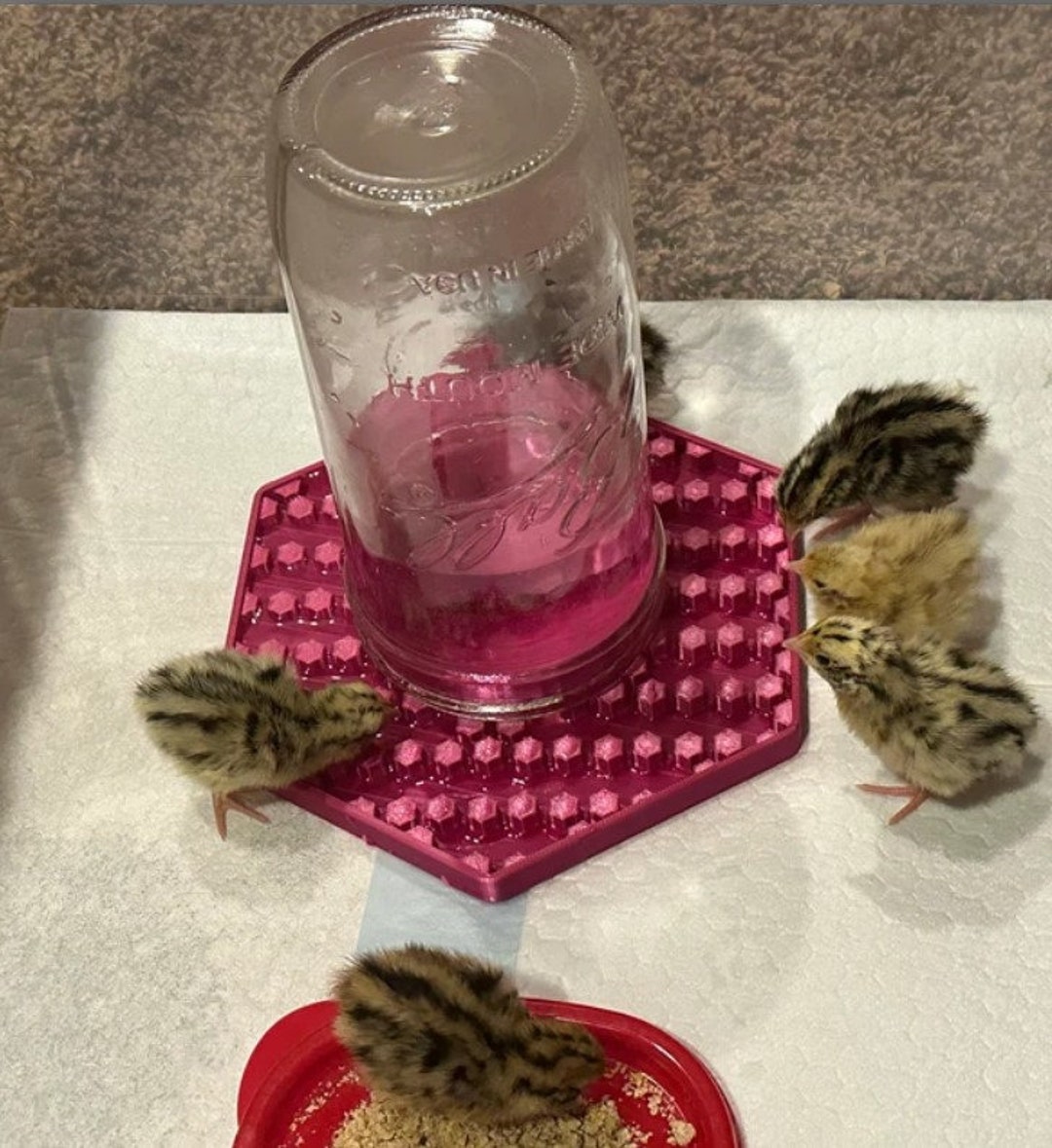 Baby Chicken, Quail, Duck Waterer for Small Mouth Mason Jars - Gift for ...