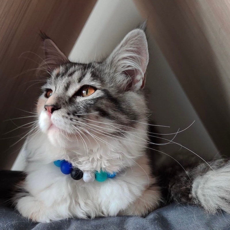 Fancy Cat Collar - Etsy