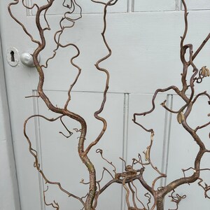 XL Contorted Hazel Corylus Tree Branches Curly Twigs Corkscrew Multi ...