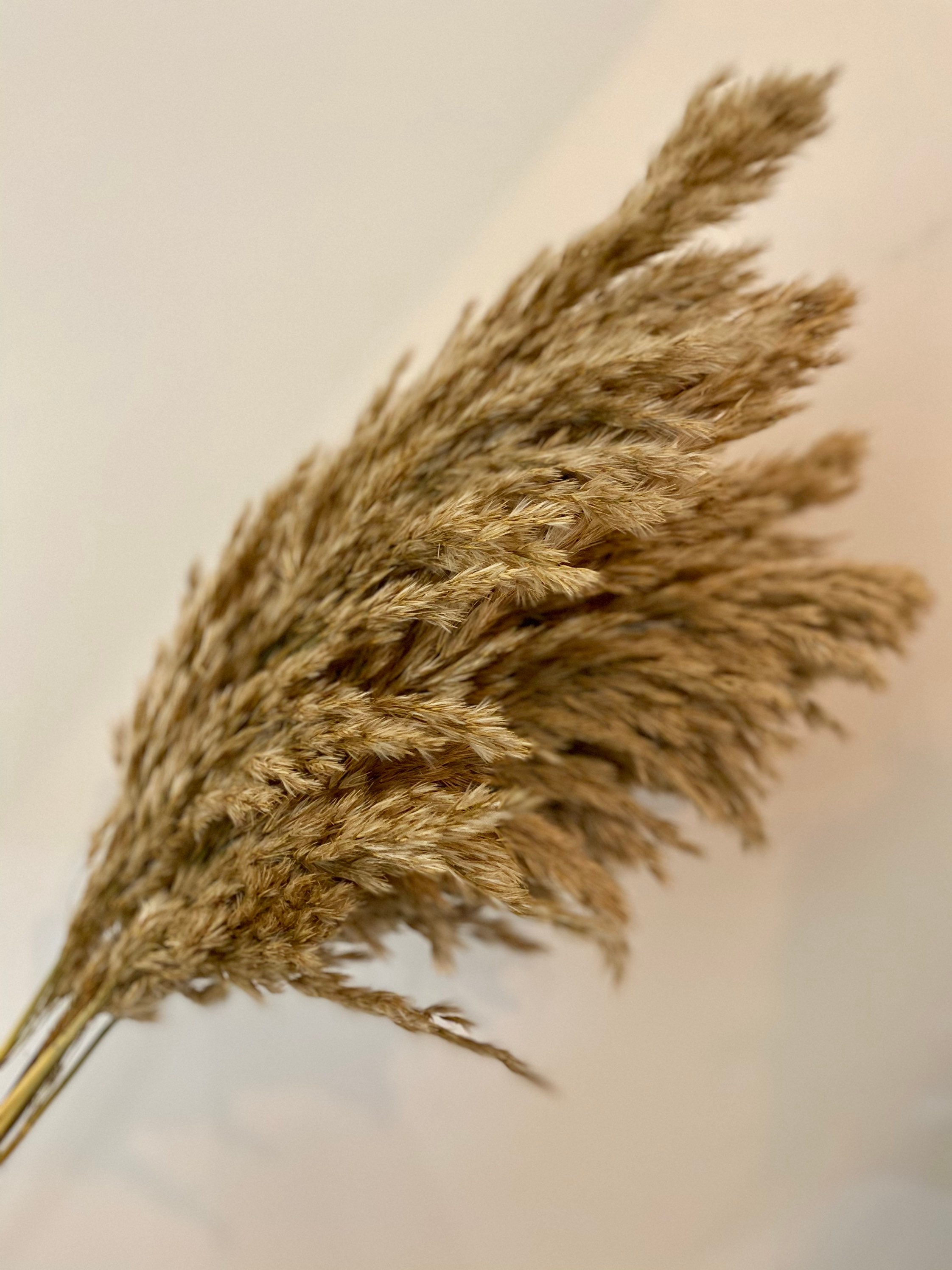 Pampas Grass Bunch Fluffy Plumes Natural Golden Brown - Etsy UK