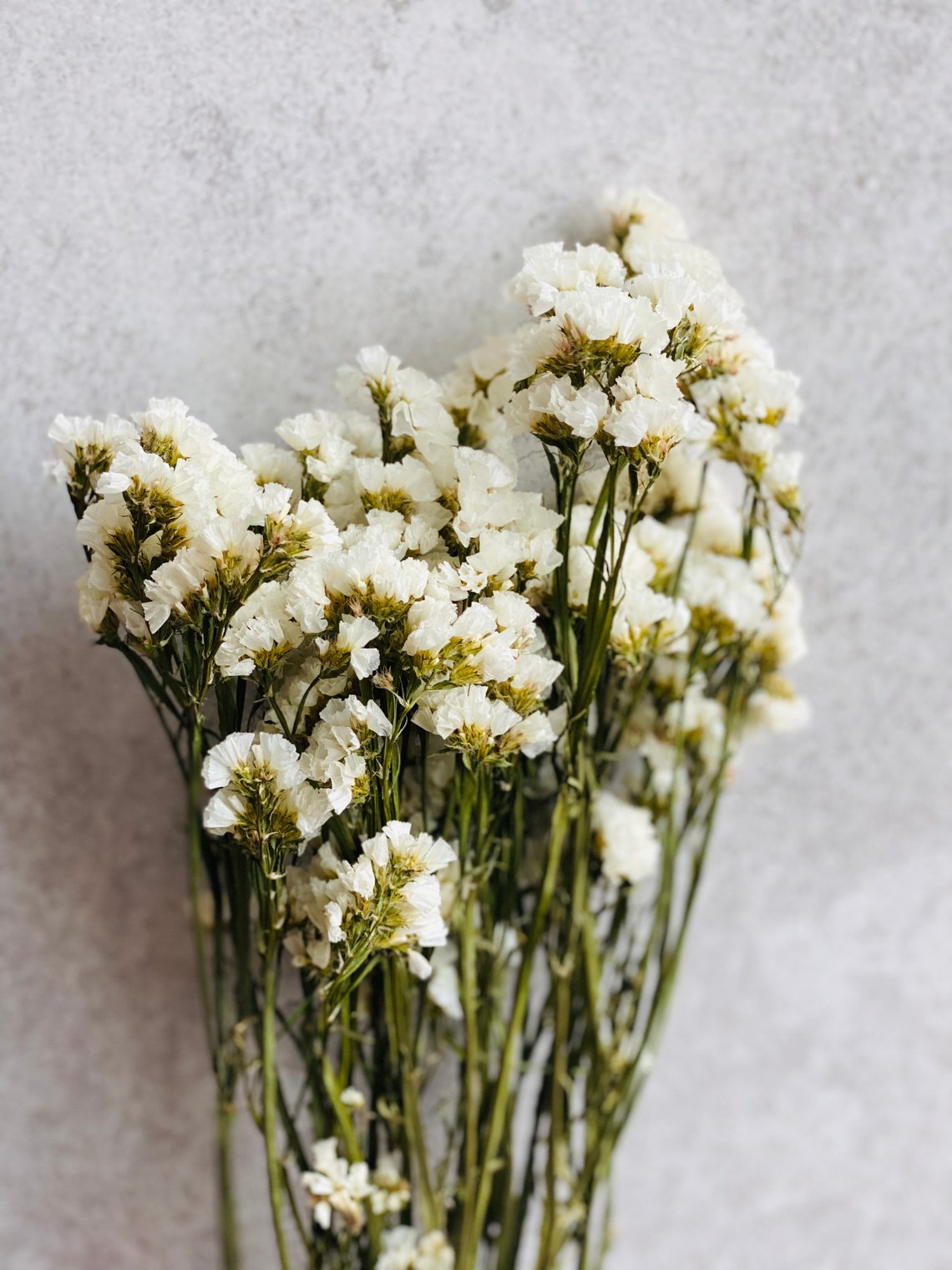 Dried White Statice Bunch Natural Limonium Flowers White - Etsy UK