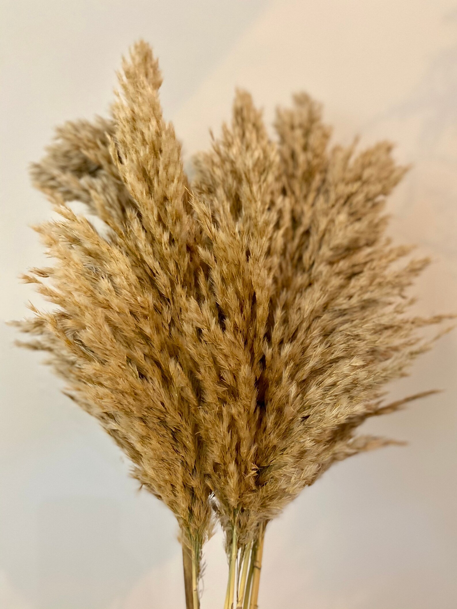 Pampas Grass Bunch Fluffy Plumes Natural Golden Brown - Etsy UK