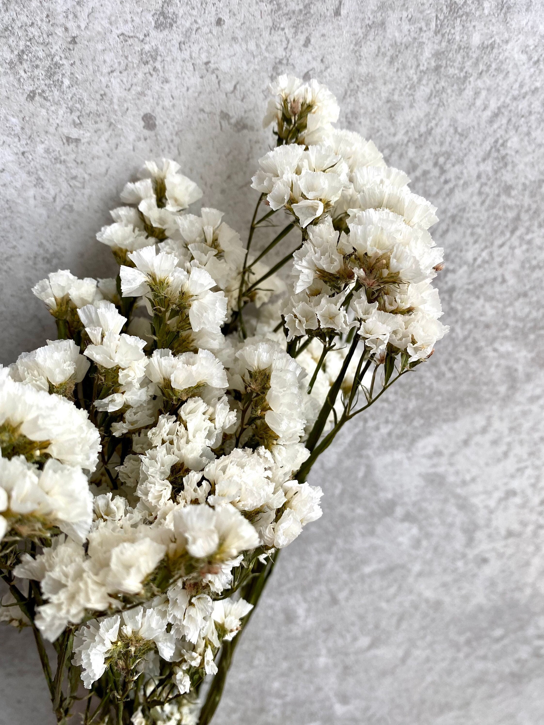 Dried White Statice Bunch Natural Limonium Flowers White - Etsy UK