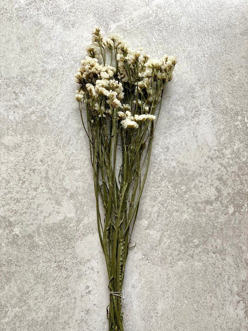 Dried White Statice Bunch Natural Limonium Flowers White - Etsy UK