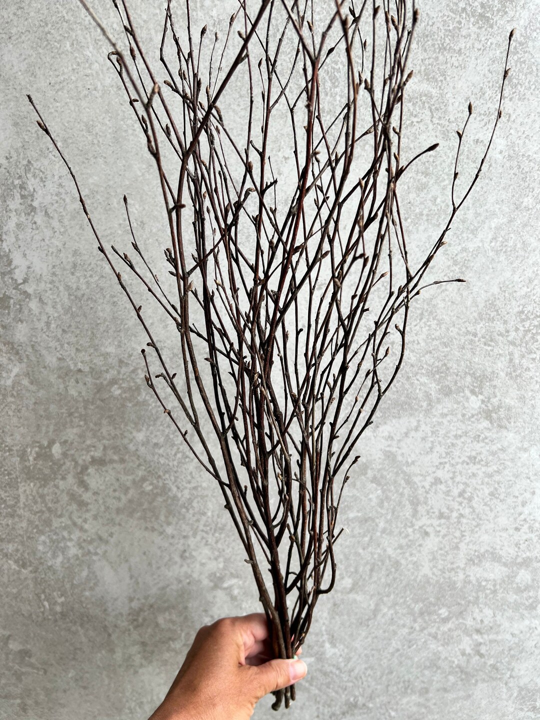 Dried Birch Twigs Bunch Spring Branches for Natural Vase Arrangement ...