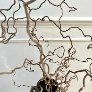 Contorted Hazel Corylus Branch Curly Twigs for Tabletop Vase Corkscrew Natural Twisted Stems ...