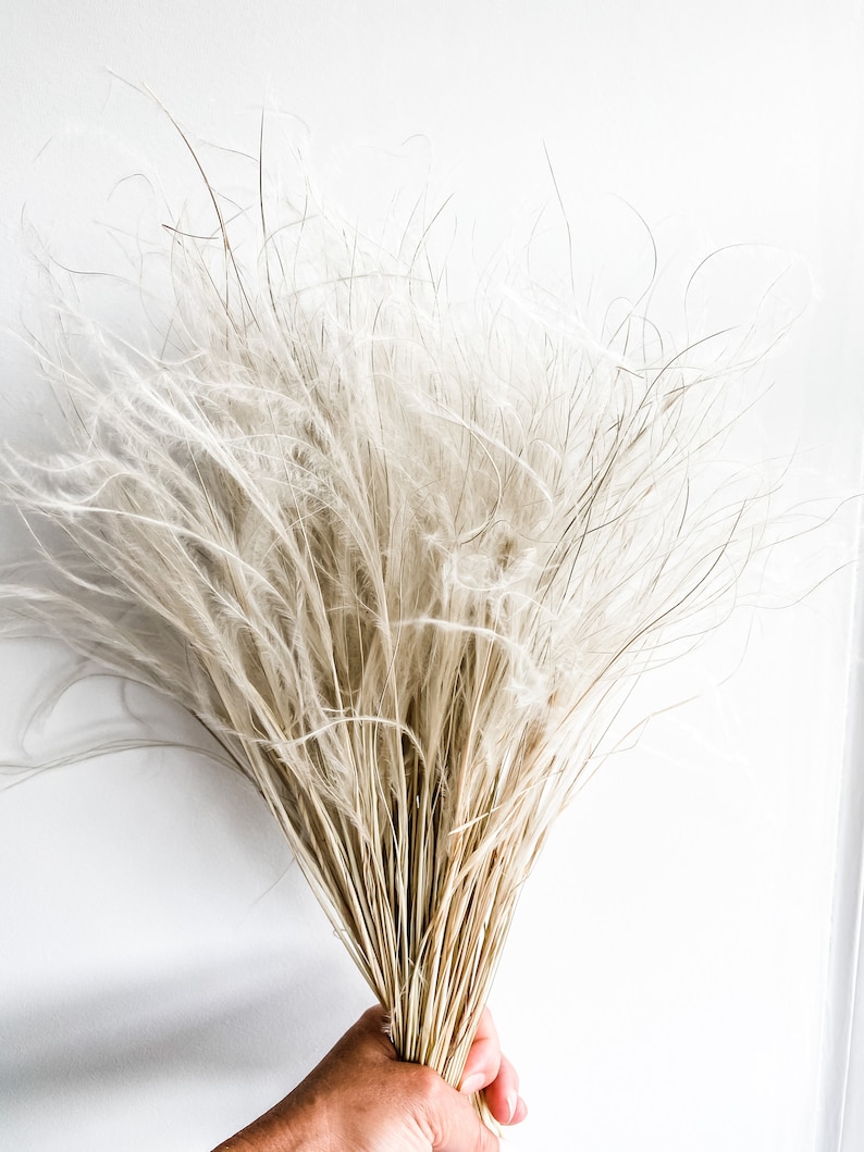 Dried Stipa Pennata Natural Beige Feather Grass One Bunch | Etsy