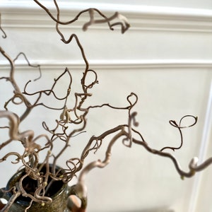 Contorted Hazel Corylus Branch Curly Twigs for Tabletop Vase Corkscrew ...