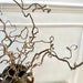Contorted Hazel Corylus Branch Curly Twigs for Vase Corkscrew Natural ...