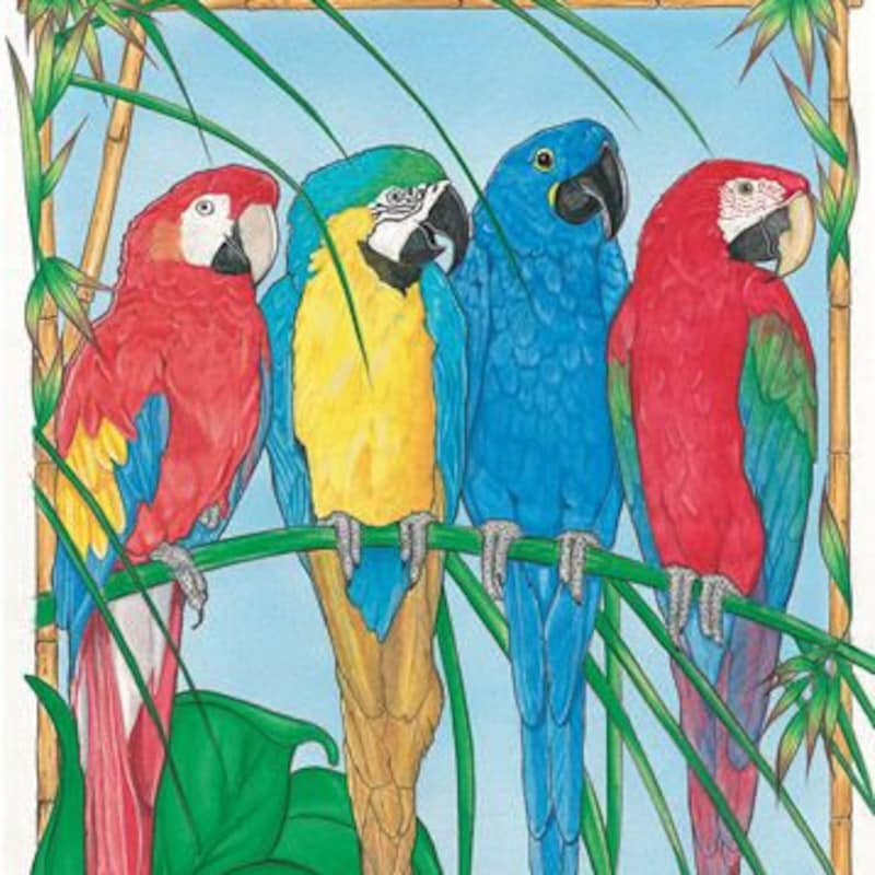 Parrots Note Cards - Etsy