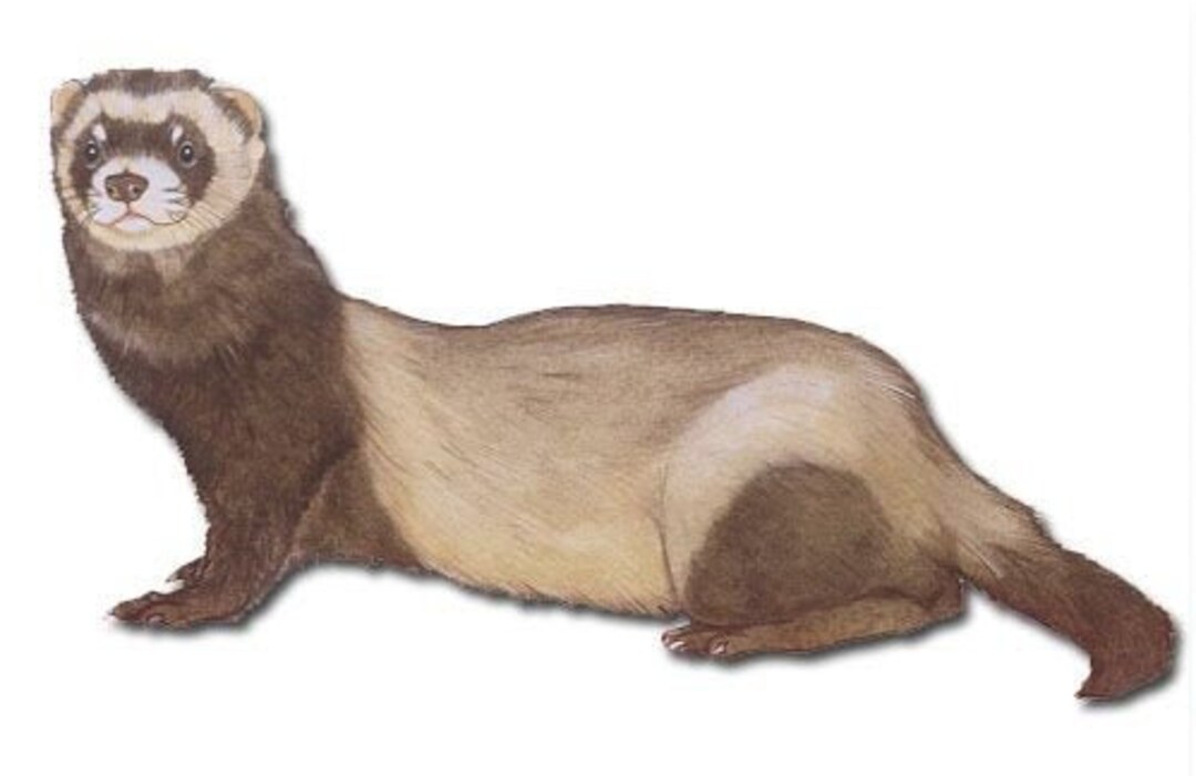 Ferret Magnet Wooden - Etsy