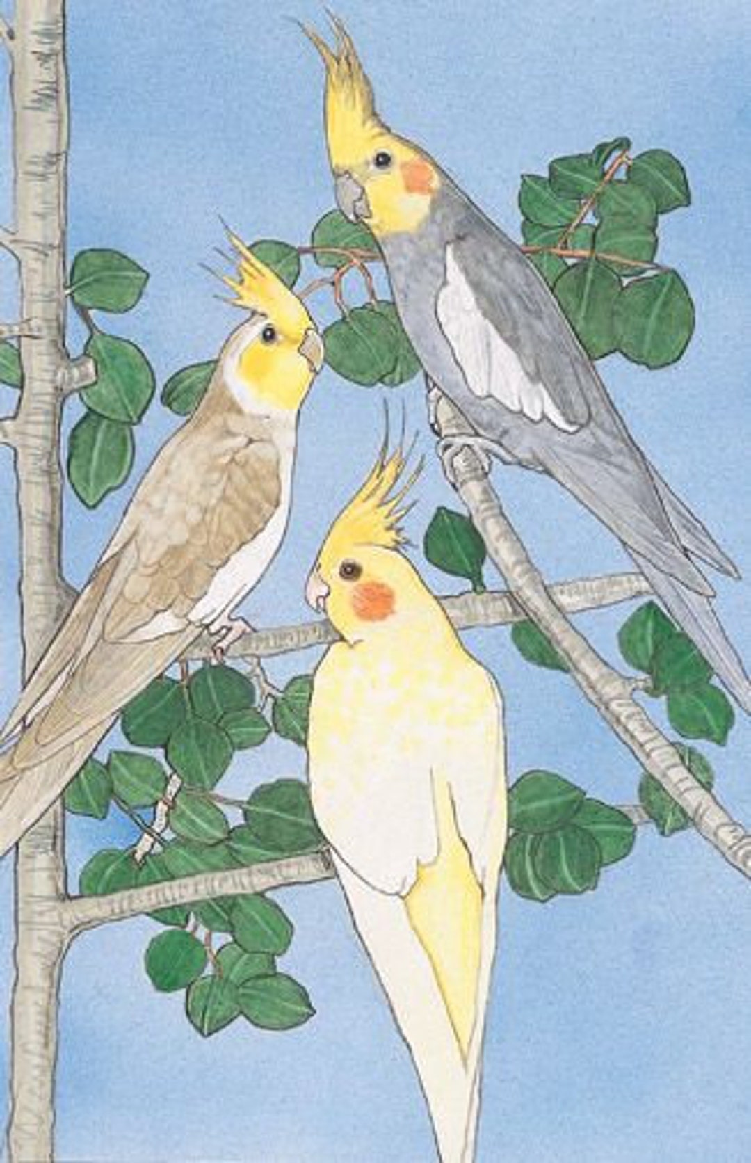 Cockatiel Blank Note Cards Boxed - Etsy