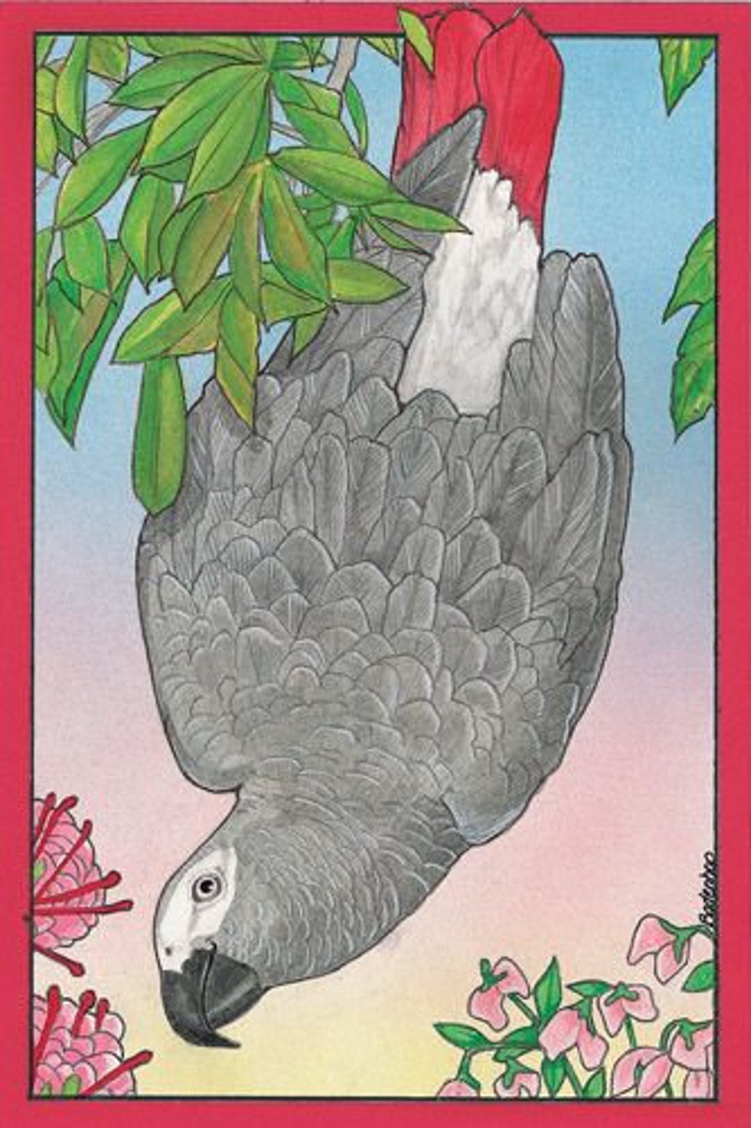 African Grey Blank Note Cards Boxed - Etsy
