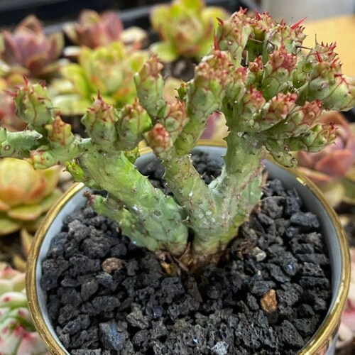 Coral Cactus Euphorbia Lactea 'cristata - Etsy