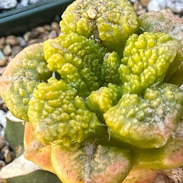 Variegated Rock Succulent - Etsy
