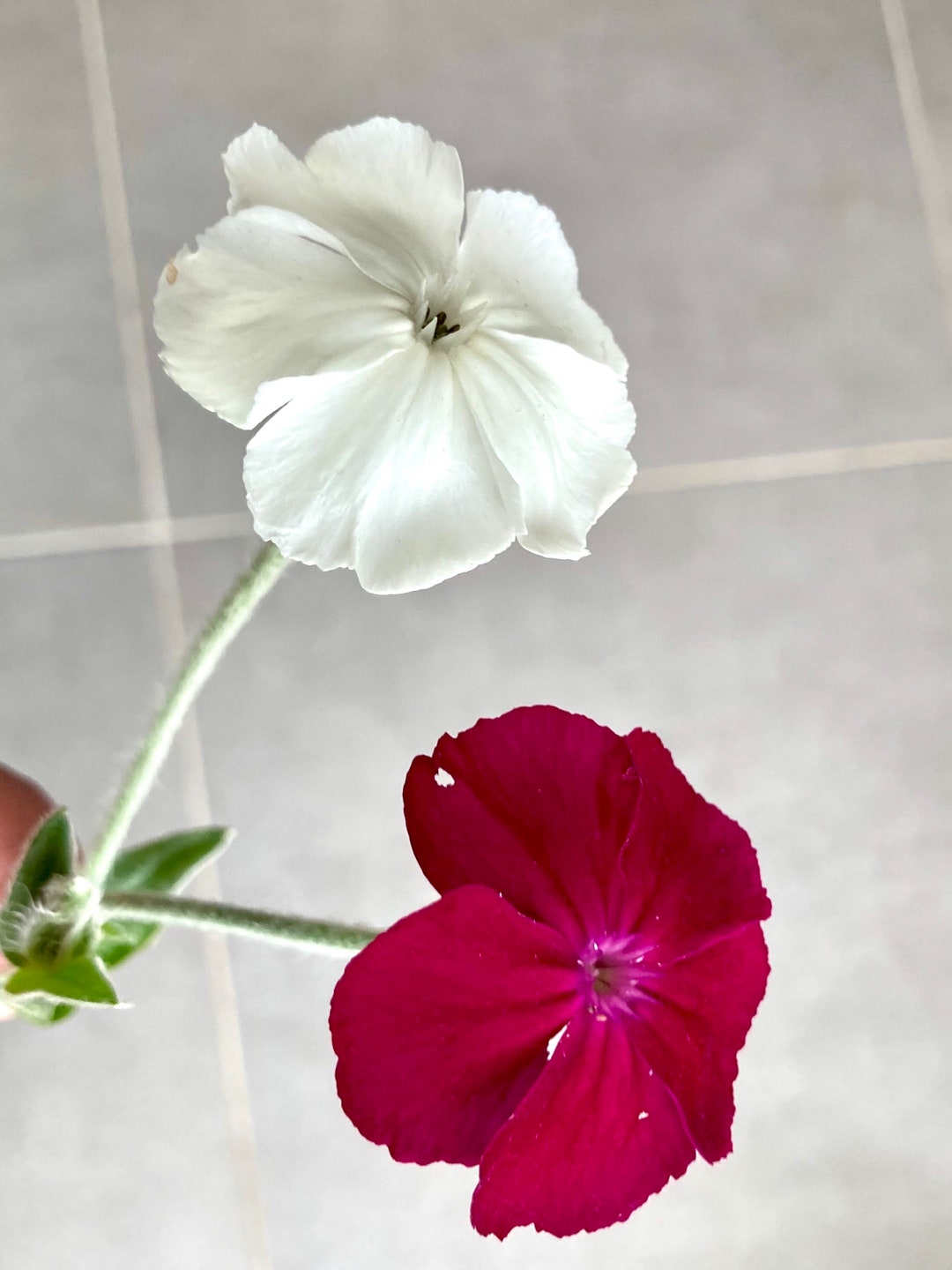 Pink and White Cockroach Duo Lychnis Coronaria 150 Untreated ...