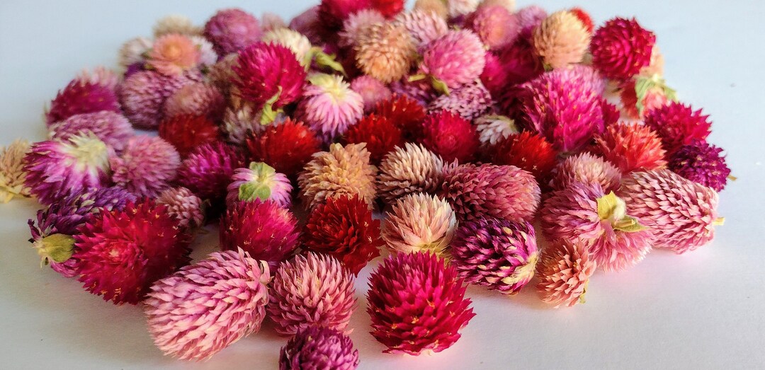 Dried Globe Amaranth - Dry Flower Heads - Gomphrena - Flowers for ...