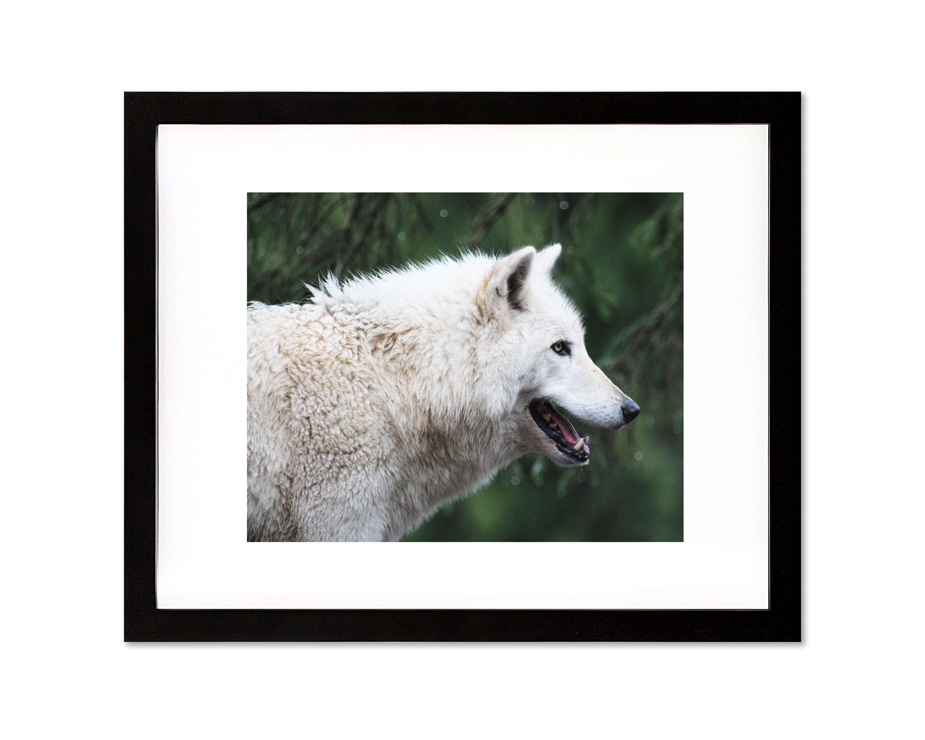 Wolf Print Ready to Frame Photography Wall Art Decor | Etsy