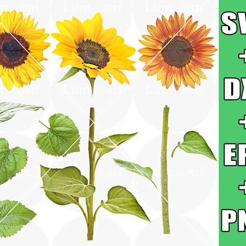 Sunflower PNG Sunflower SVG Sunflower Clipart Flower SVG - Etsy