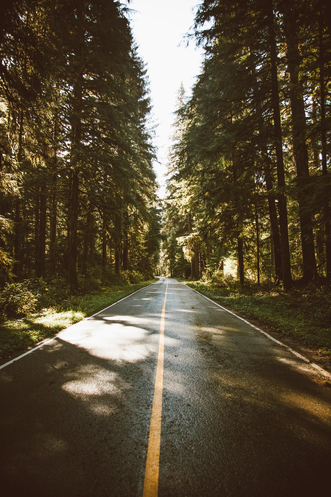 Forest Tree Lined Road Wall Art Print Washington Olympic - Etsy