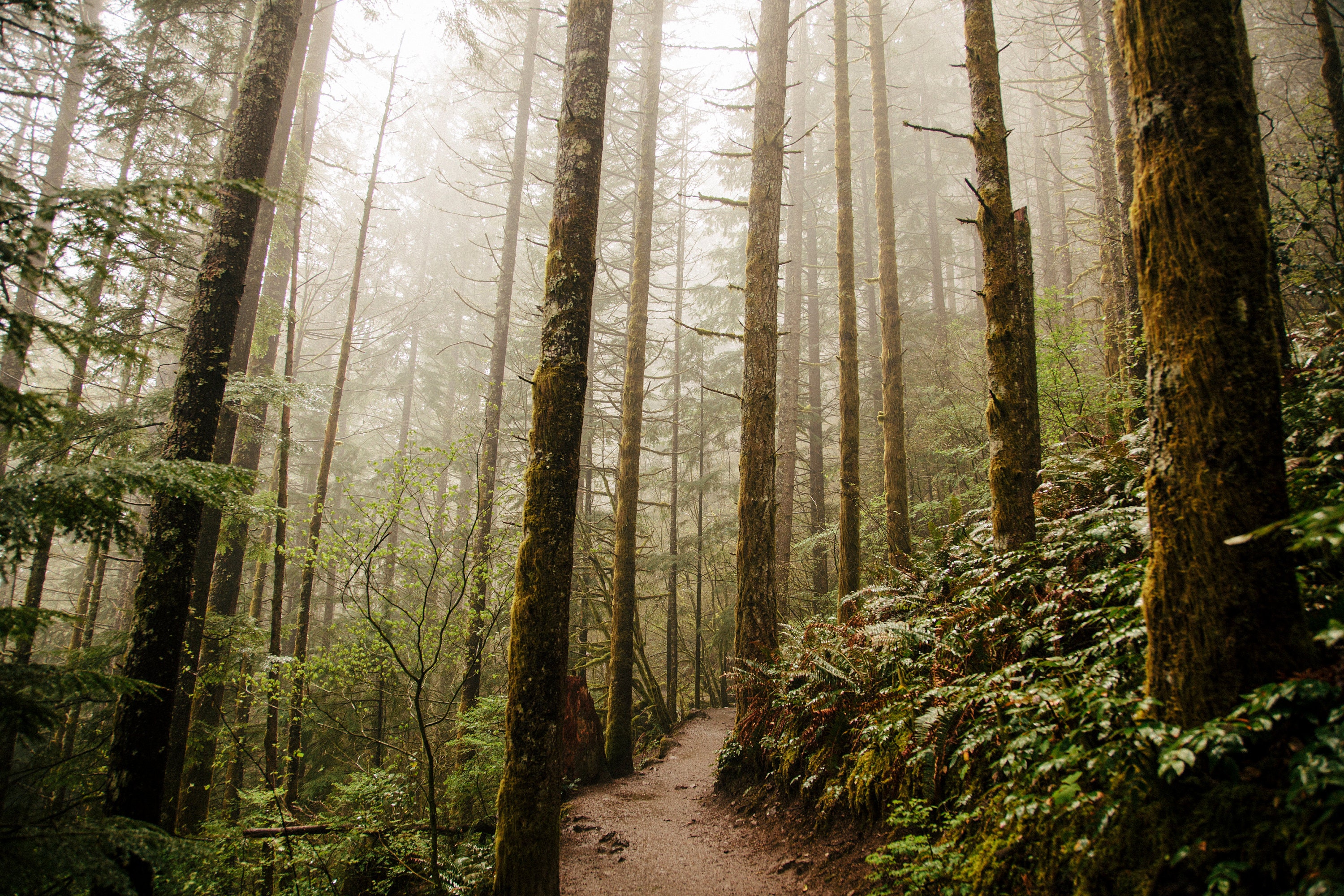 Printable Pacific Northwest Forest Woodland Wall Art Misty | Etsy