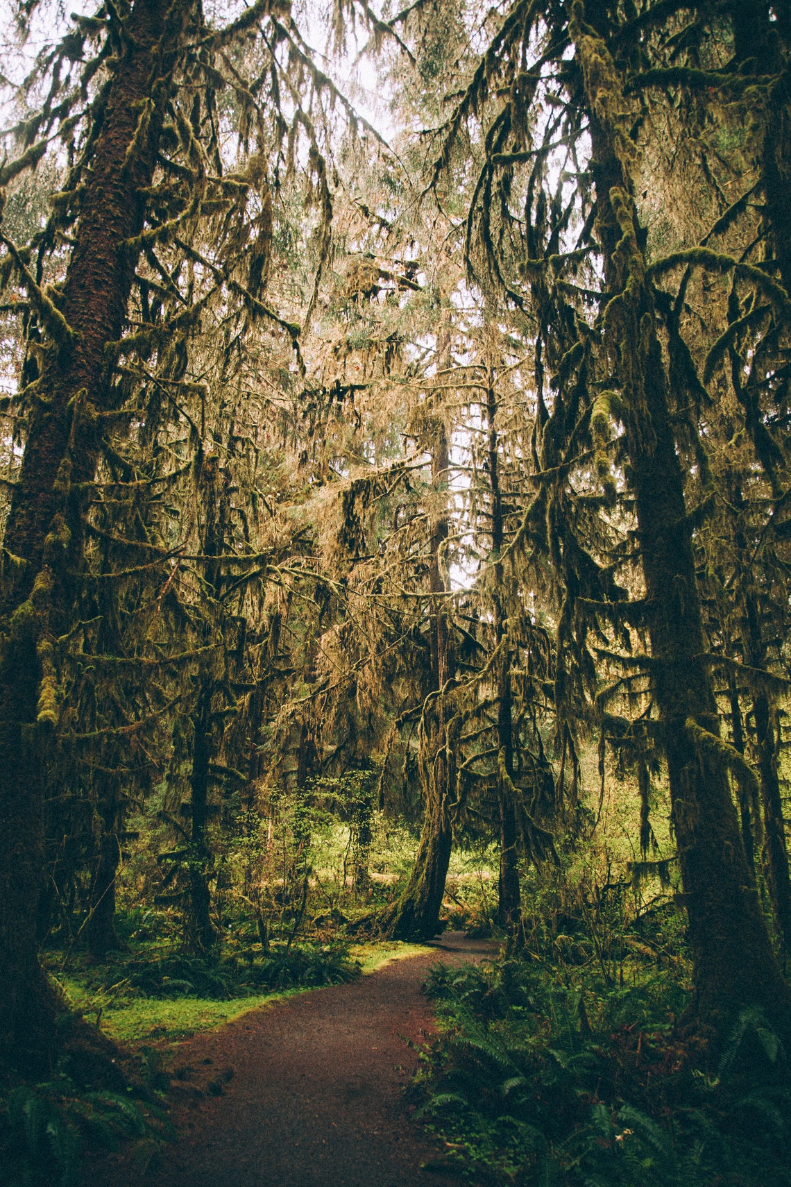 Hoh Rainforest Printable Wall Art, Pacific Northwest Print, Olympic ...