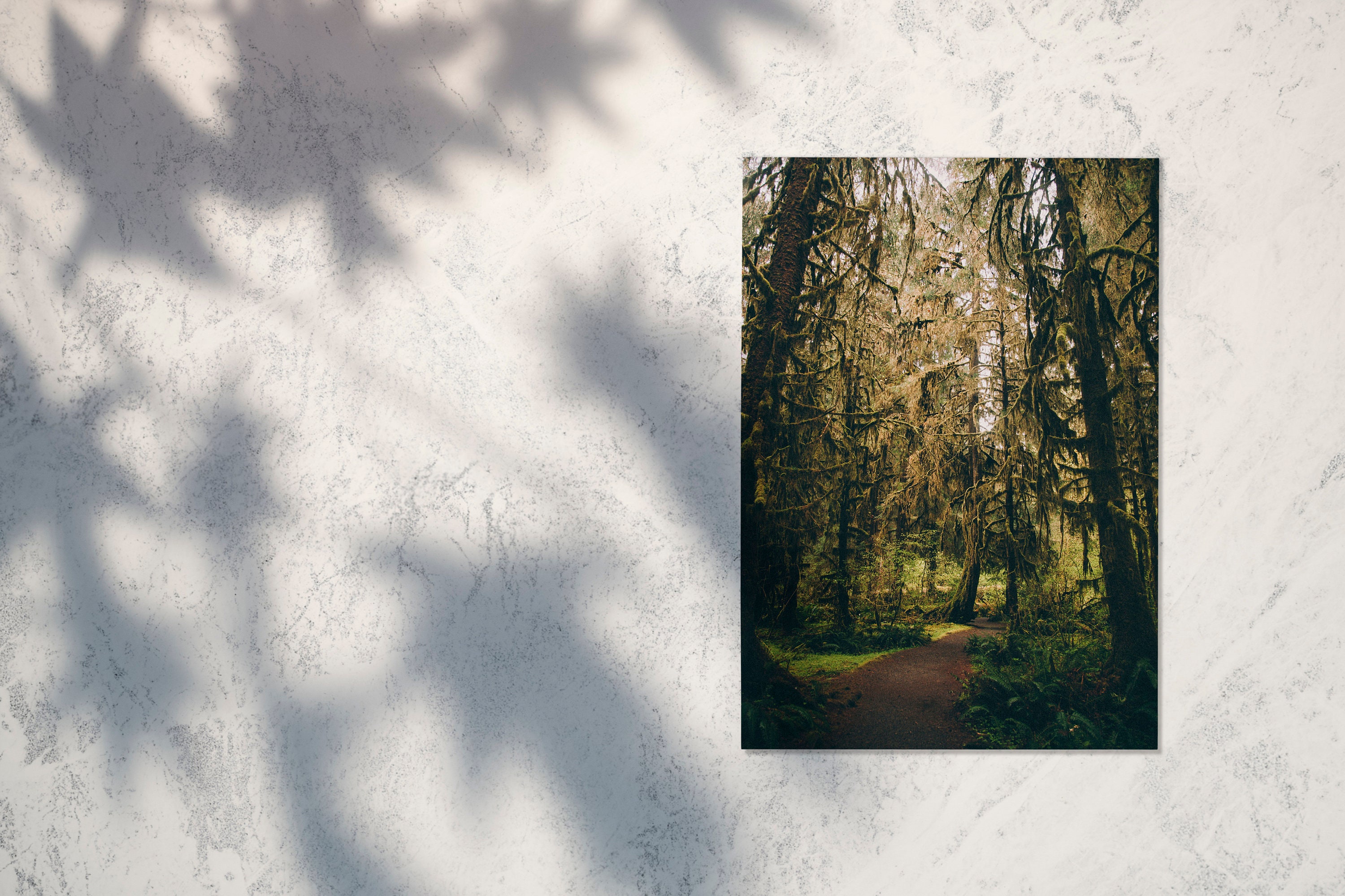 Hoh Rainforest Photo Print, Pacific Northwest Wall Art, Olympic ...