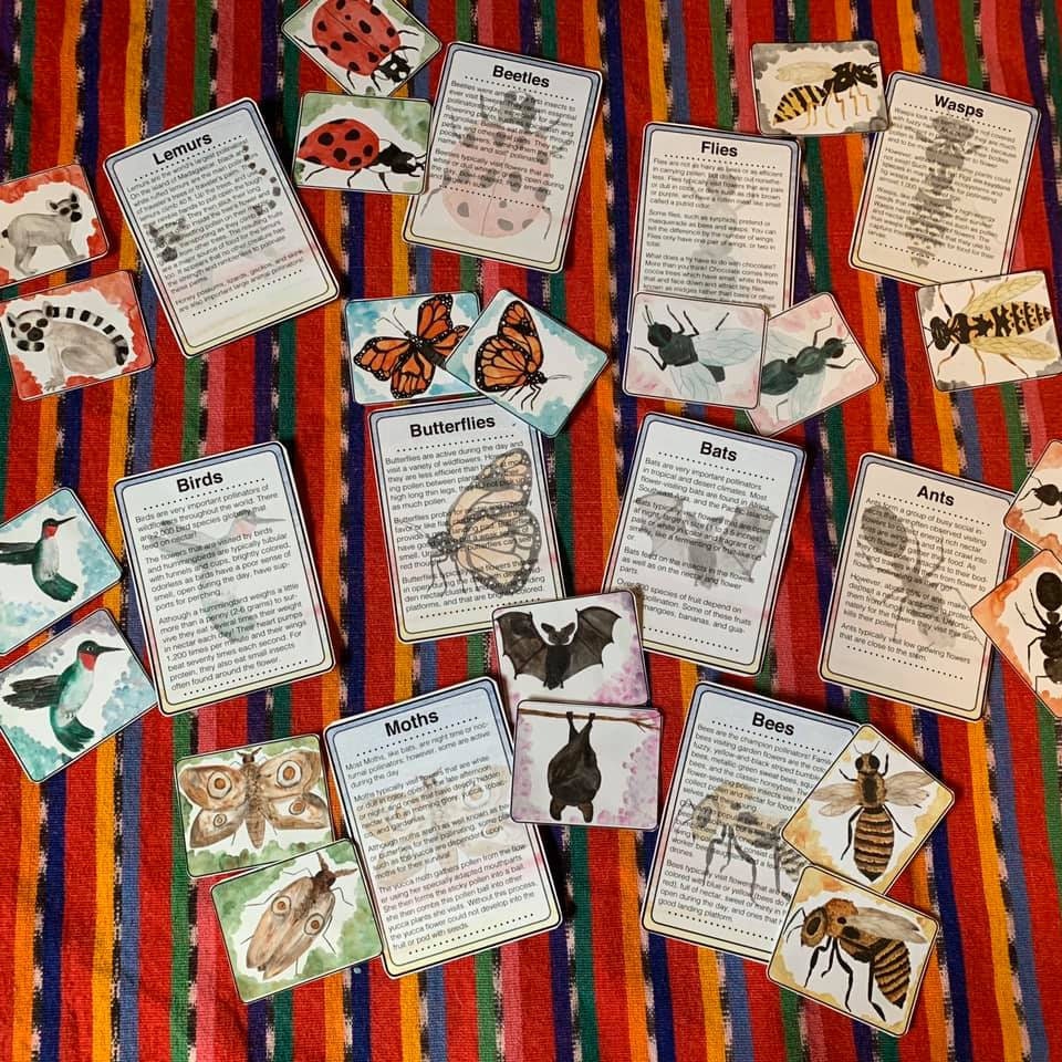 Pollinator Memory Matching Game, Info Cards, and Compare and Contrast ...