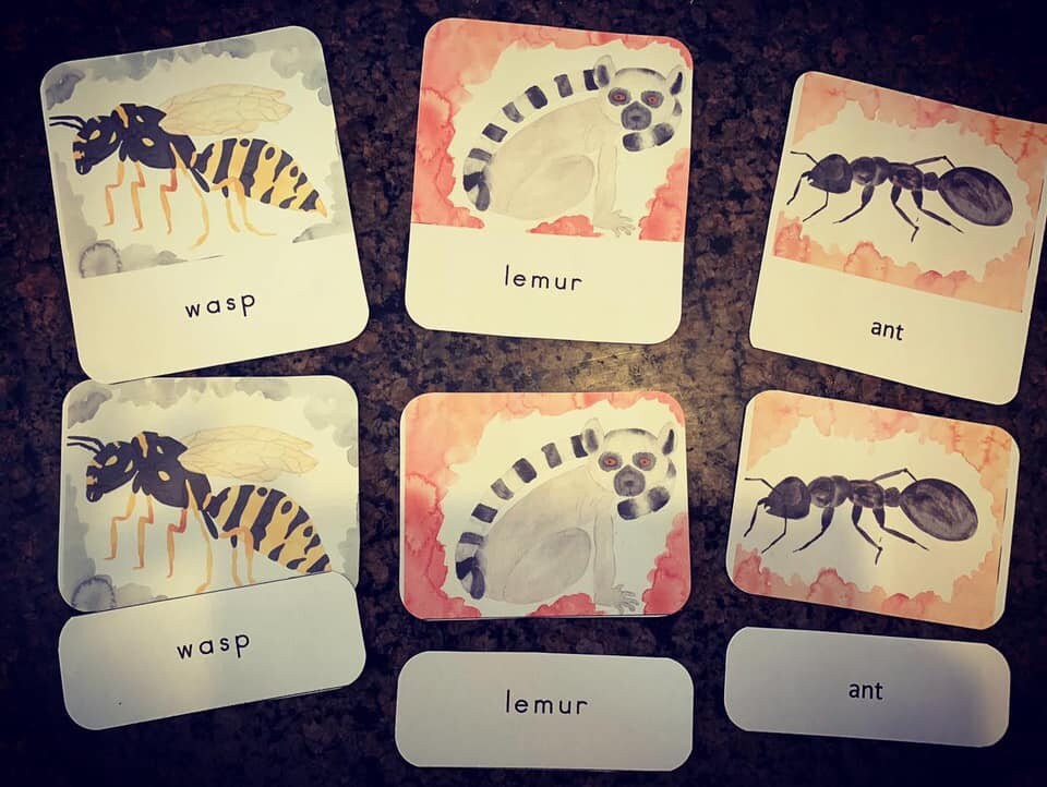 Pollinator Three Part Montessori Word Cards - Etsy
