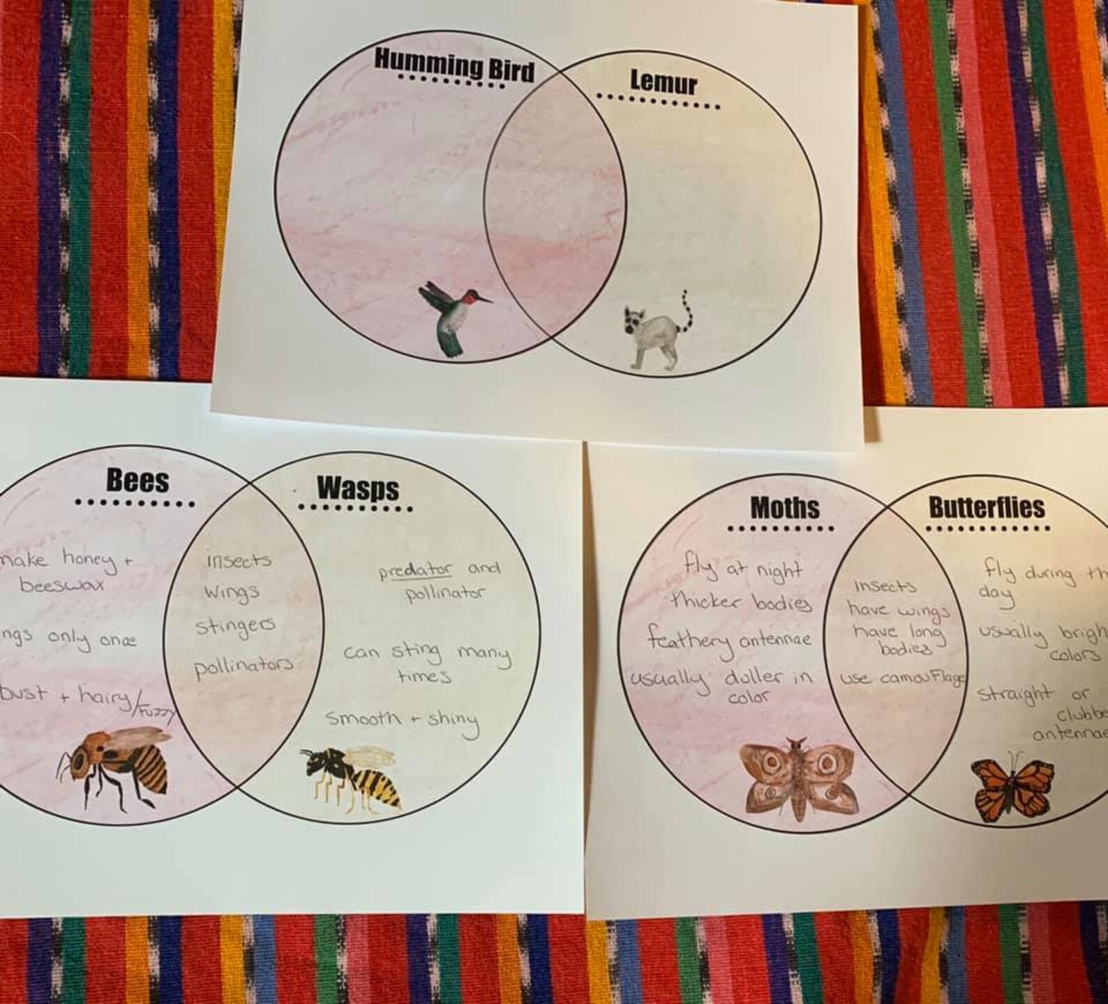 Pollinator Memory Matching Game, Info Cards, and Compare and Contrast ...