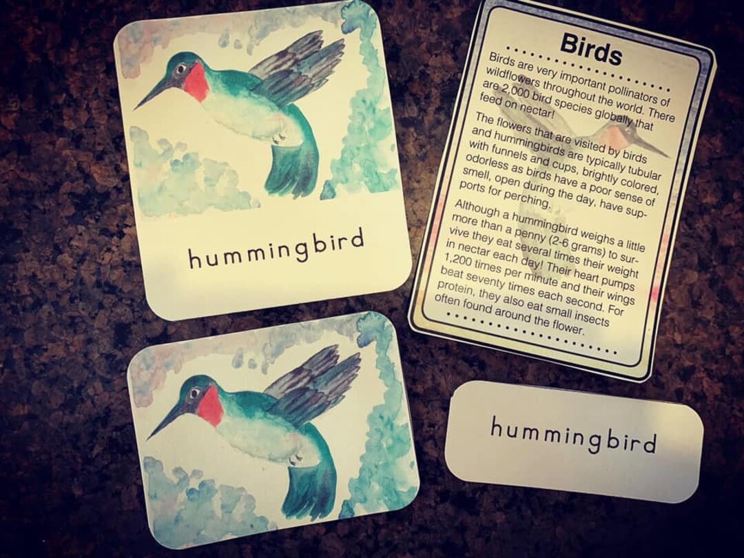 Pollinator Three Part Montessori Word Cards - Etsy