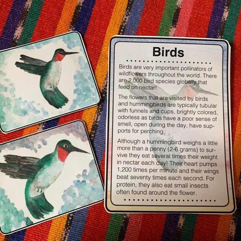 Pollinator Memory Matching Game, Info Cards, and Compare and Contrast ...