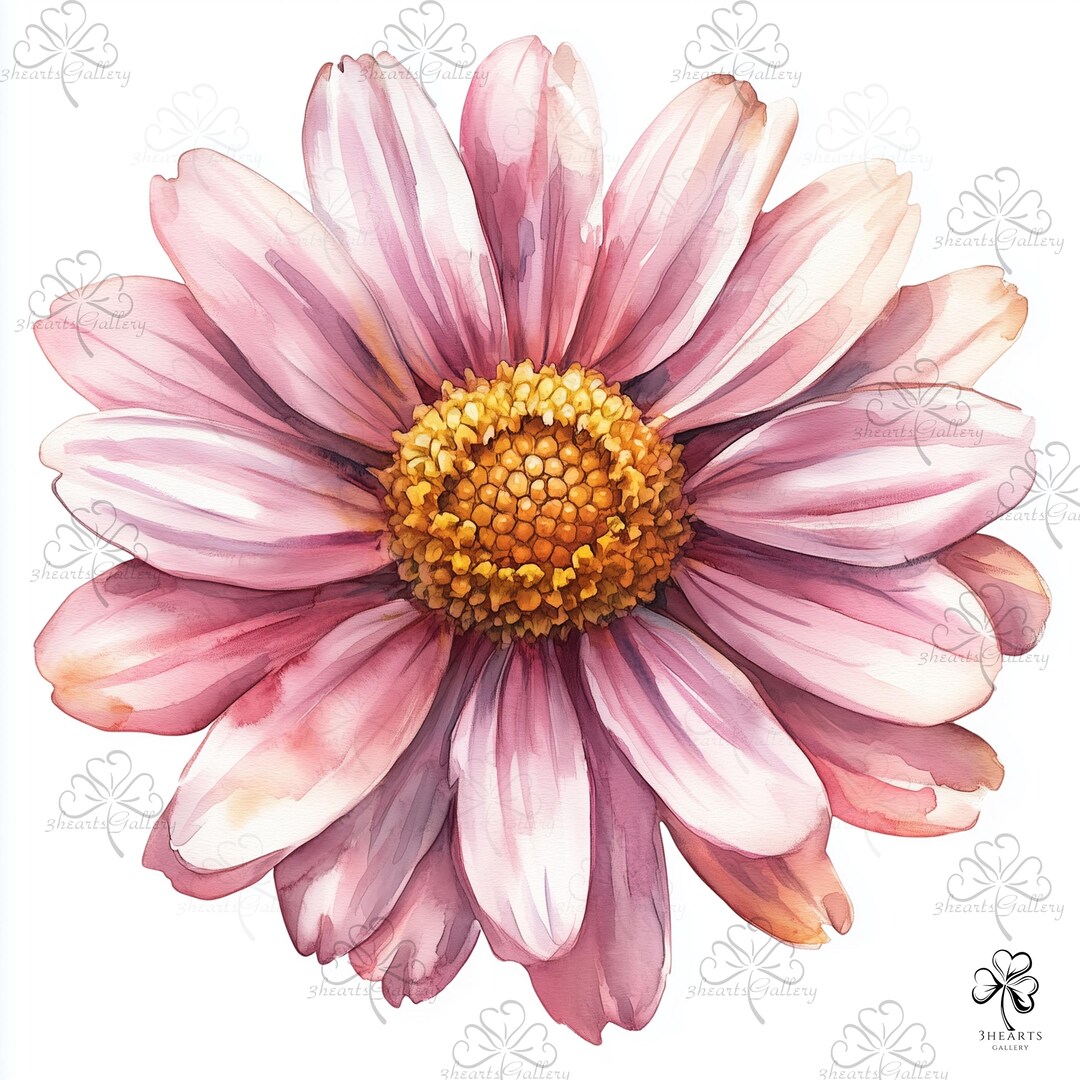 22 Daisy Flower Clipart | Spring Flower Illustration Design | Printable ...