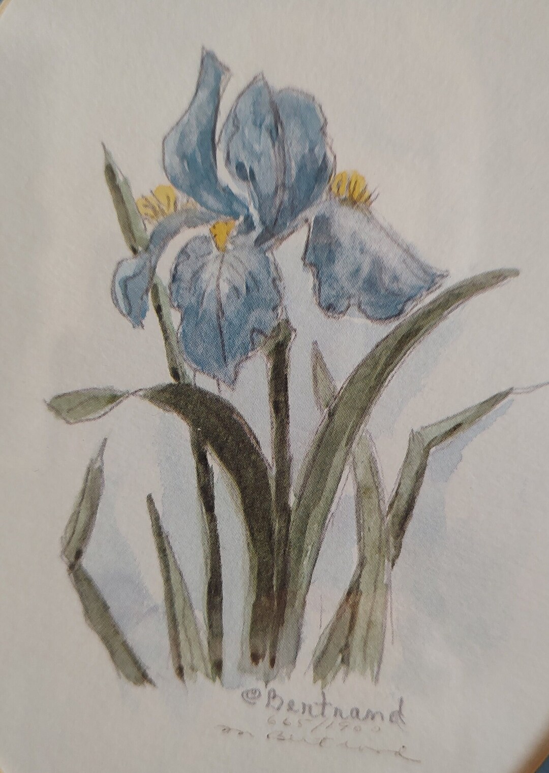 Mary Vincent Bertrand Signed, Numbered Limited Edition Iris Print - Etsy