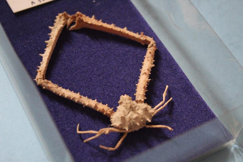 Parthenope Crab Sp From the Philippines, Wunderkammer Taxidermy. Crab ...
