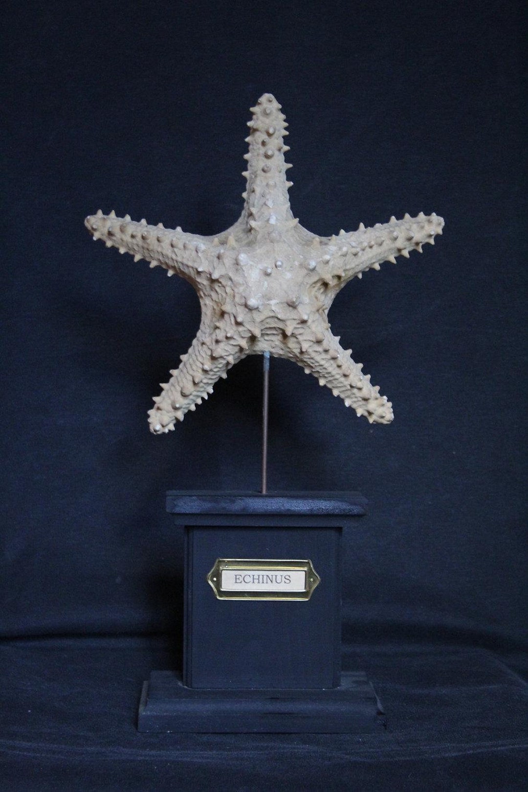 Armored Starfish, Echinus on Custom Pedestal - Etsy