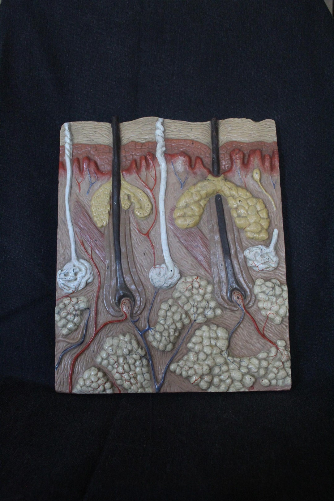 Ancient Educational Model, Epidermis, Vintage Teaching. - Etsy