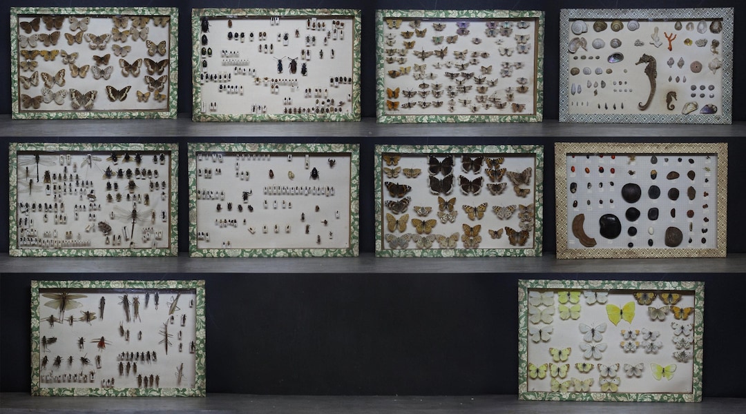 Large Collection of 10 Vintage Entomological Display Cases - Etsy