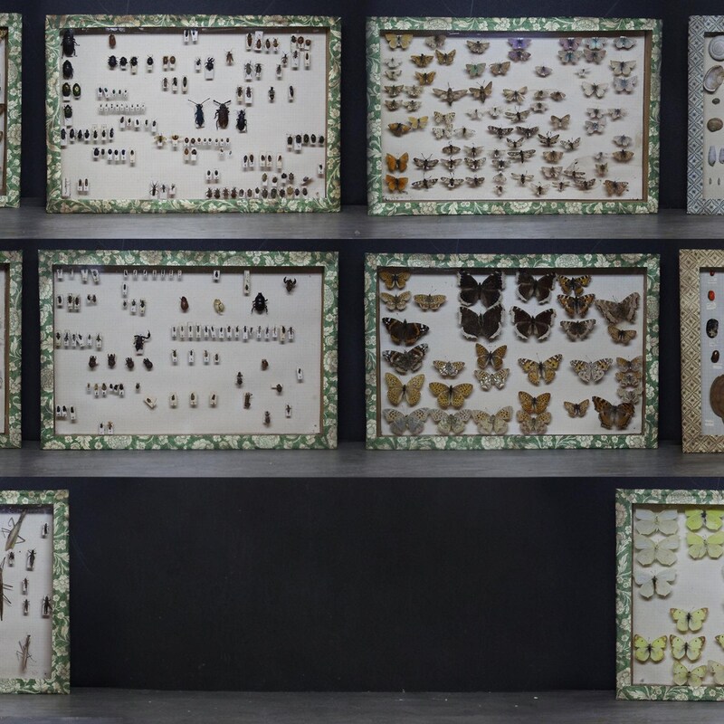 Insect Collection - Etsy