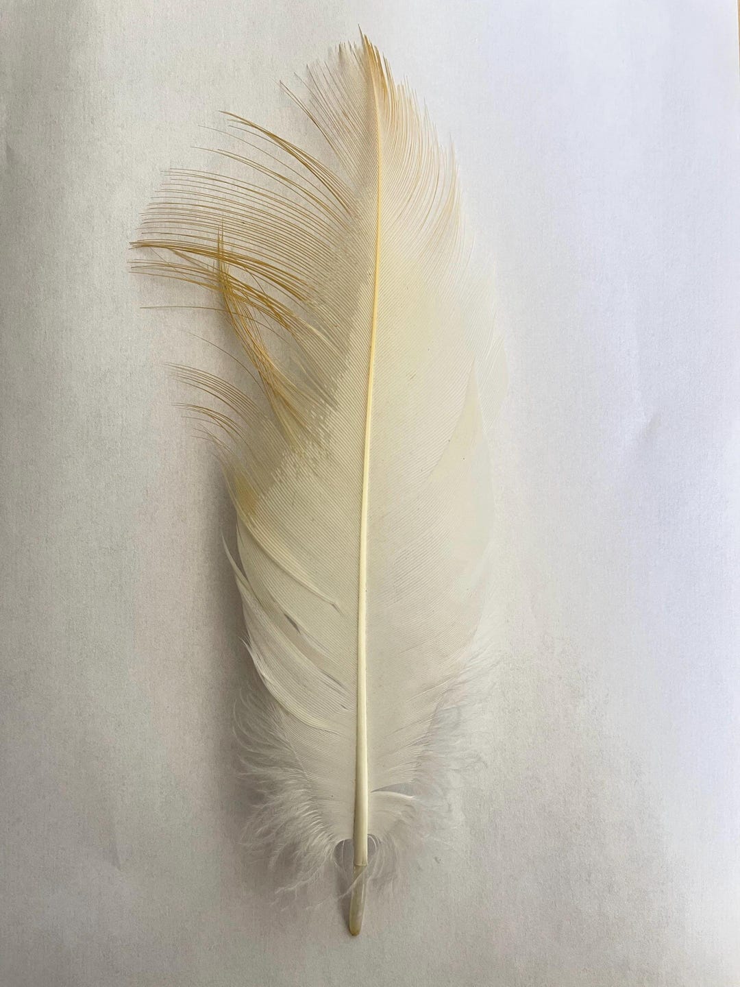 Sacred Ibis Feather , Rare Feathers, Craft Feathers Cruelty Free ...