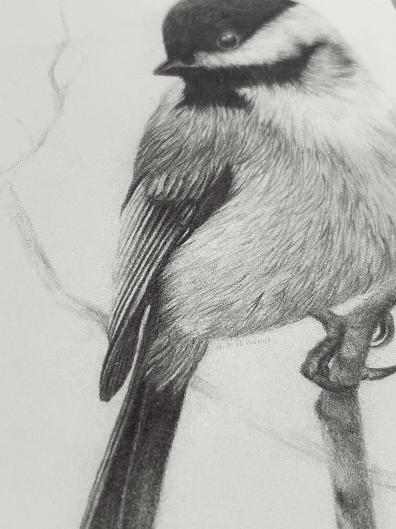 Chickadee Sketch Print - Etsy