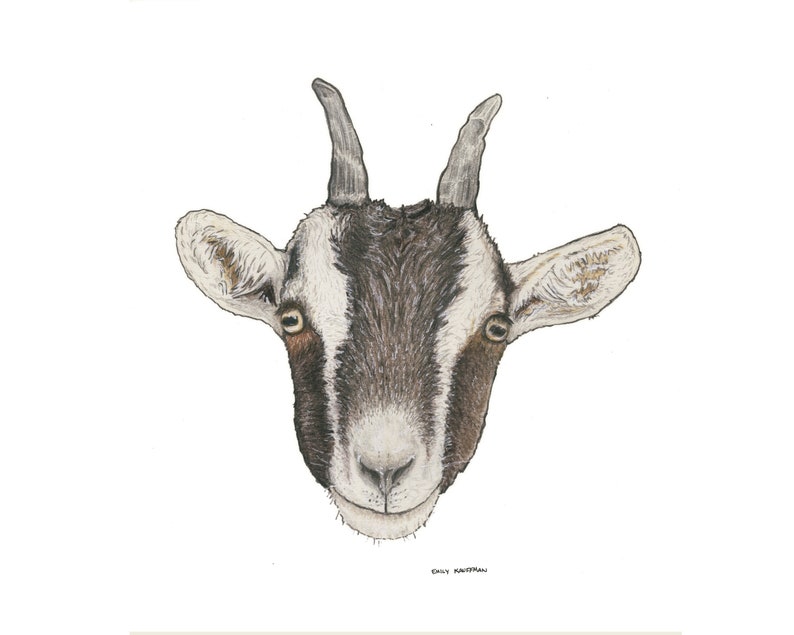 Goat Colored Pencil Drawing - Etsy